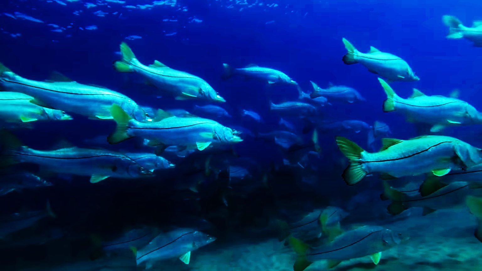 Sebastian Inlet Fishing (Latest Guide) | In Details | Travelers Door